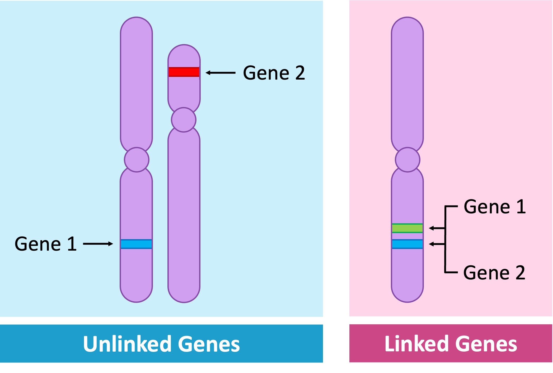 Linked Genes